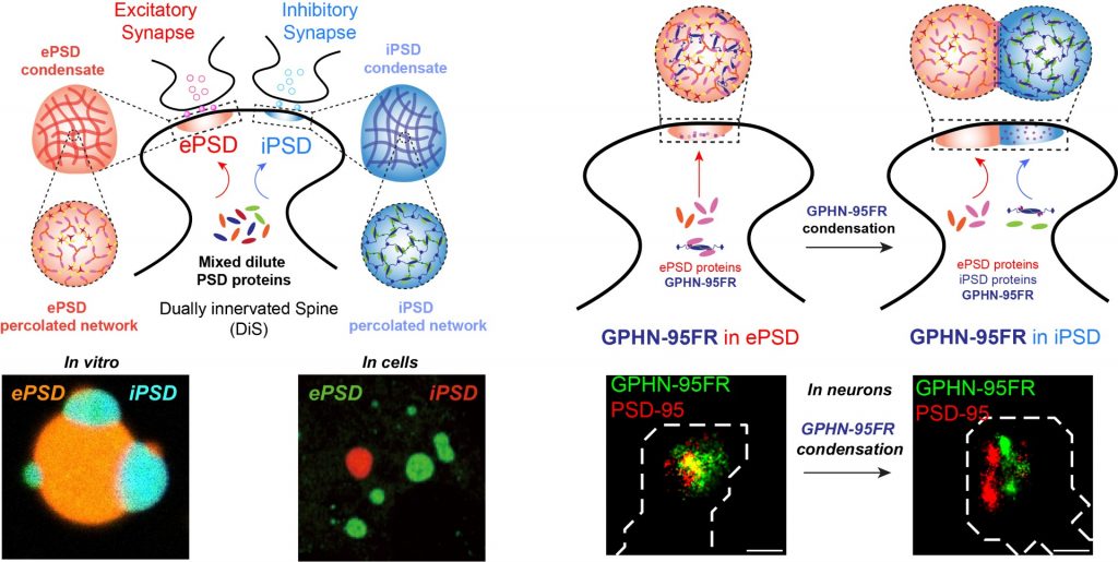 Decoding the brain – The Division of Life Science at HKUST